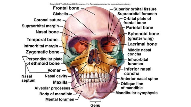 Introduction to 206 bones of the human body | PPTX
