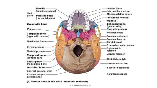 Introduction to 206 bones of the human body | PPTX