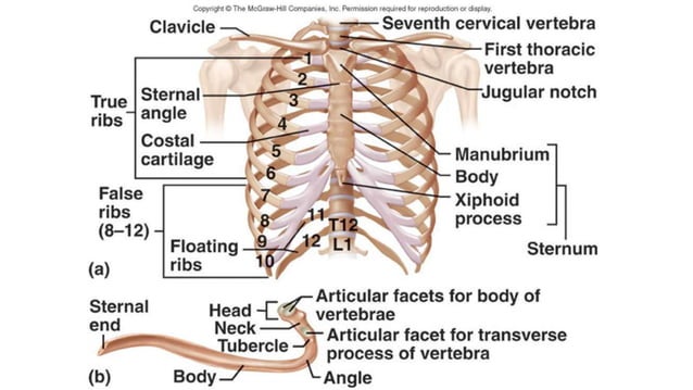 Introduction to 206 bones of the human body