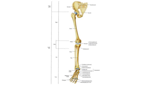Introduction to 206 bones of the human body