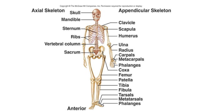 Introduction to 206 bones of the human body
