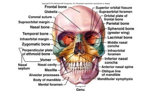 Introduction to 206 bones of the human body | PPTX