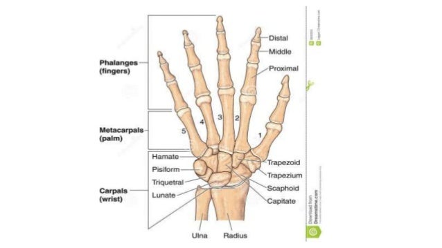 introduction-to-206-bones-of-the-human-body