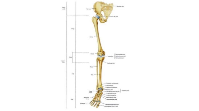 Introduction To 206 Bones Of The Human Body Introduction To 206 Bones Of The Human Body