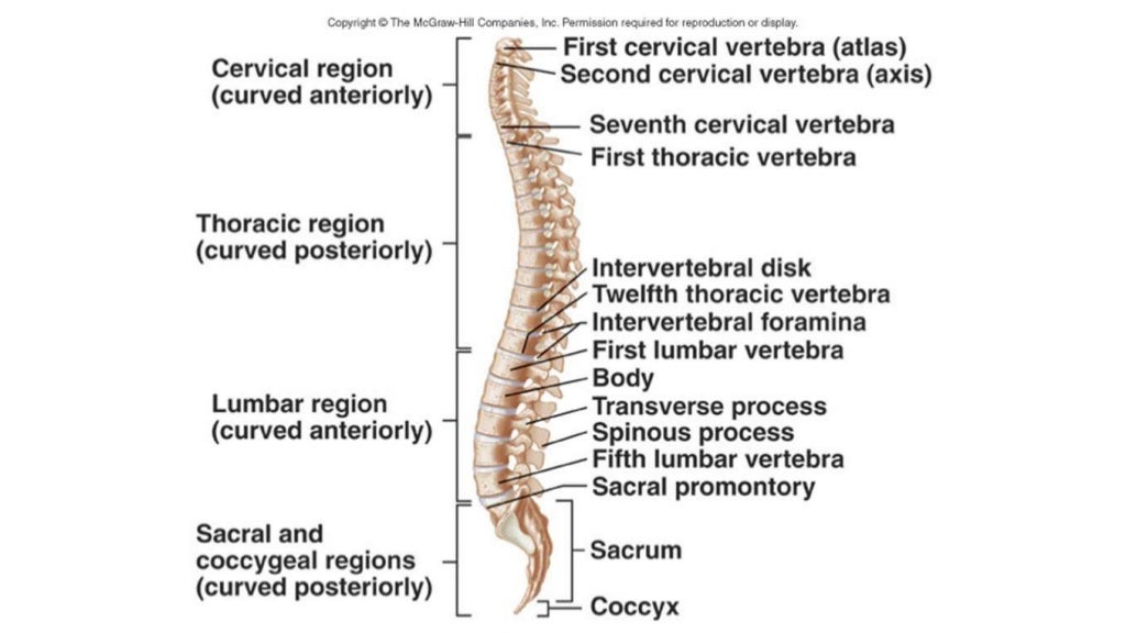 Introduction To 206 Bones Of The Human Body
