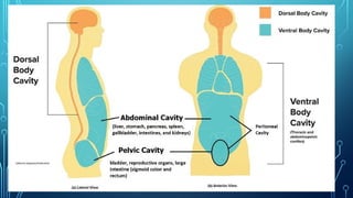 INTRODUCTION TO ABDOMEN PowerPoint presentation | PPTX