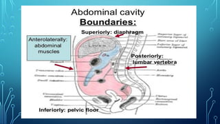 INTRODUCTION TO ABDOMEN PowerPoint presentation | PPTX