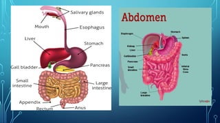 INTRODUCTION TO ABDOMEN PowerPoint presentation | PPTX