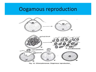 introductiontoalgae.pptx | Biological Sciences | Science
