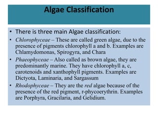 introductiontoalgae.pptx | Biological Sciences | Science