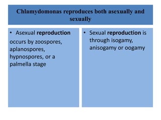 introductiontoalgae.pptx | Biological Sciences | Science