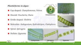Introduction to Algae and its classification | PPT