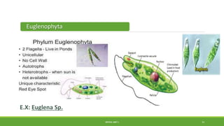 Introduction to Algae and its classification | PPT
