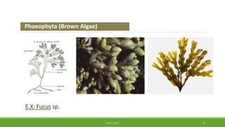 Introduction to Algae and its classification | PPT