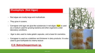 Introduction to Algae and its classification | PPT