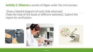 Introduction to Algae and its classification | PPT