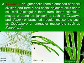 Cladophora Microscope Labeled