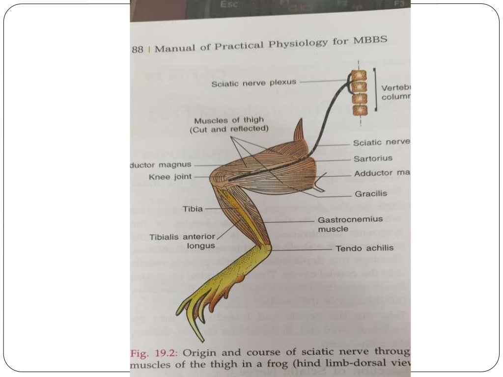 Introduction To Amphibian Experiments