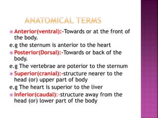 INTRODUCTION TO ANATOMICAL TERMS, anatomy and physiology introduction ...