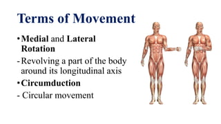 Introduction to anatomicomedical terms | PDF