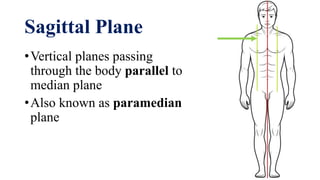 Introduction to anatomicomedical terms | PDF