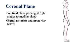 Introduction to anatomicomedical terms | PDF
