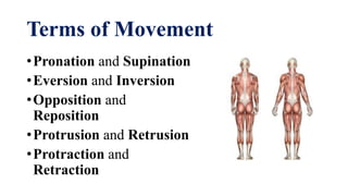 Introduction to anatomicomedical terms | PPT