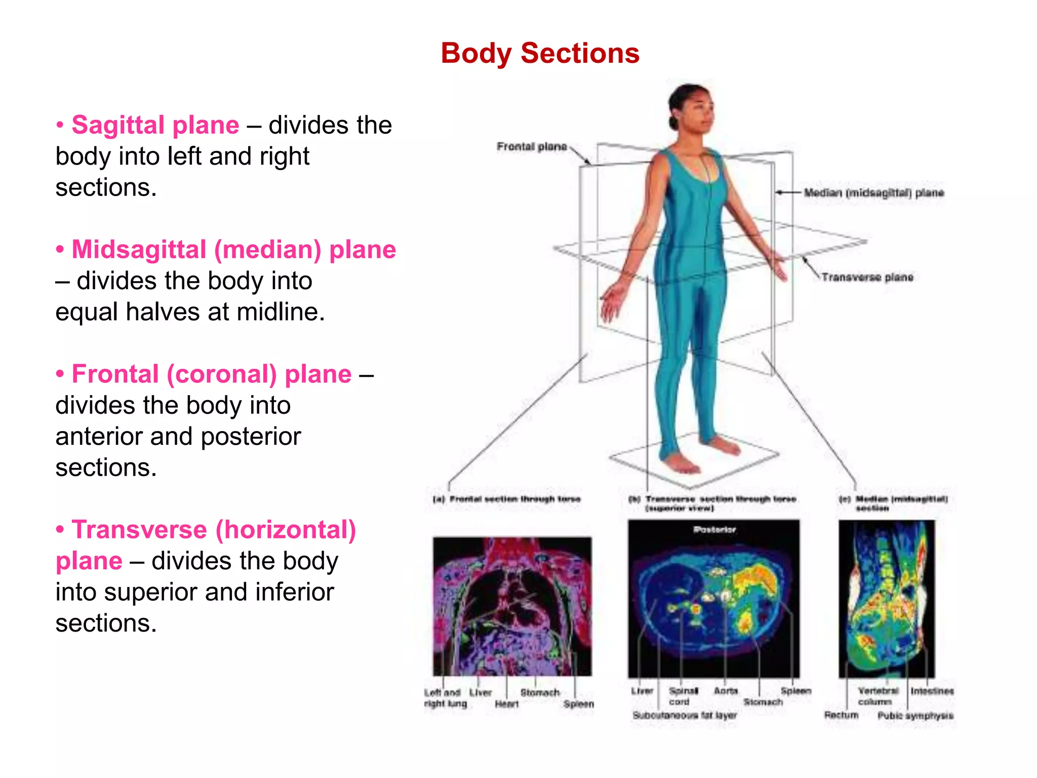 Introduction to anatomy | PPTX