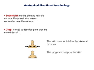 Introduction to anatomy | PPTX