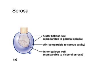 Introduction to anatomy | PPT