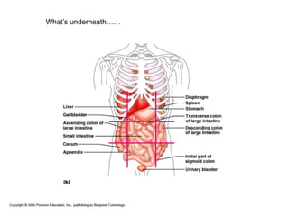 Introduction to anatomy | PPT