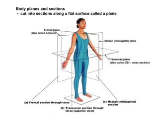 Introduction to anatomy | PPT