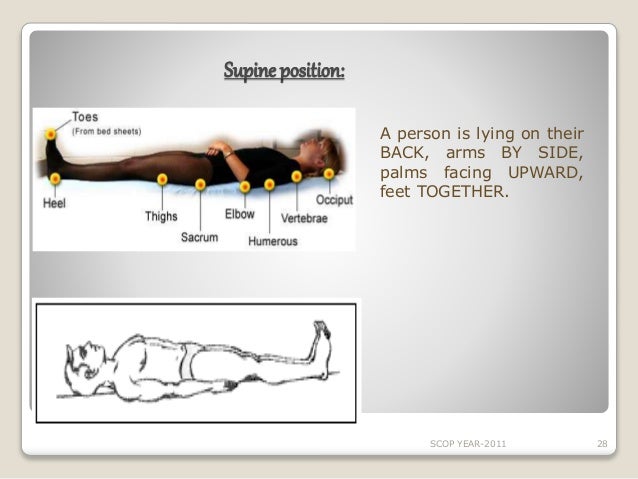 Introduction to anatomy