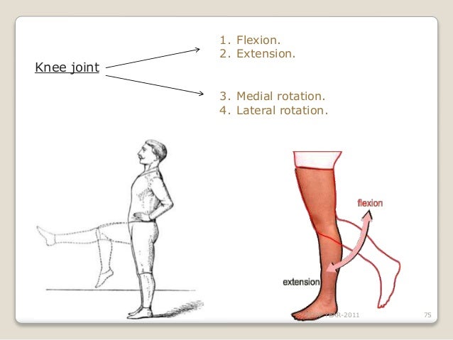 Introduction to anatomy