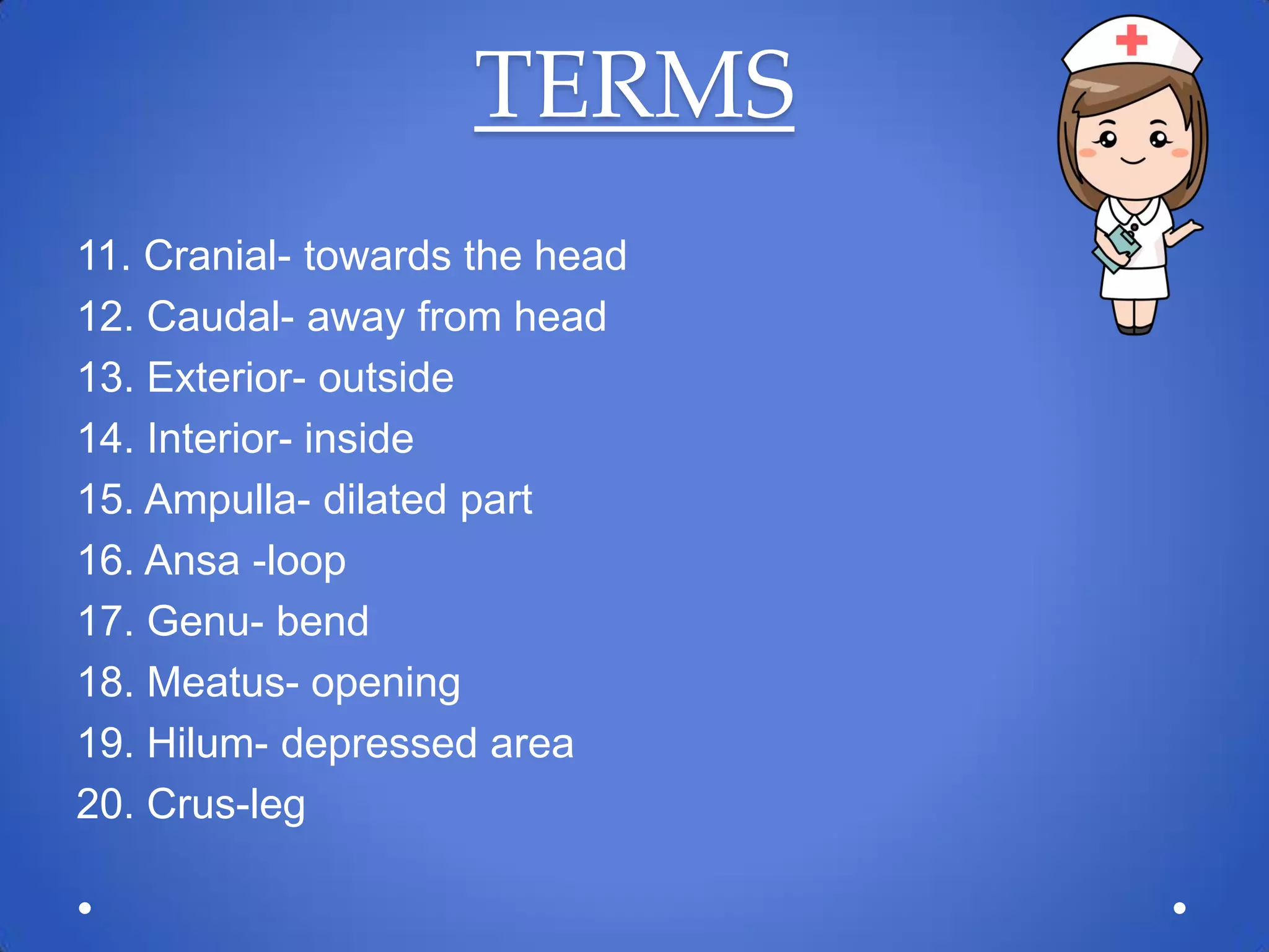 Introduction to anatomy- easy explanation | PDF