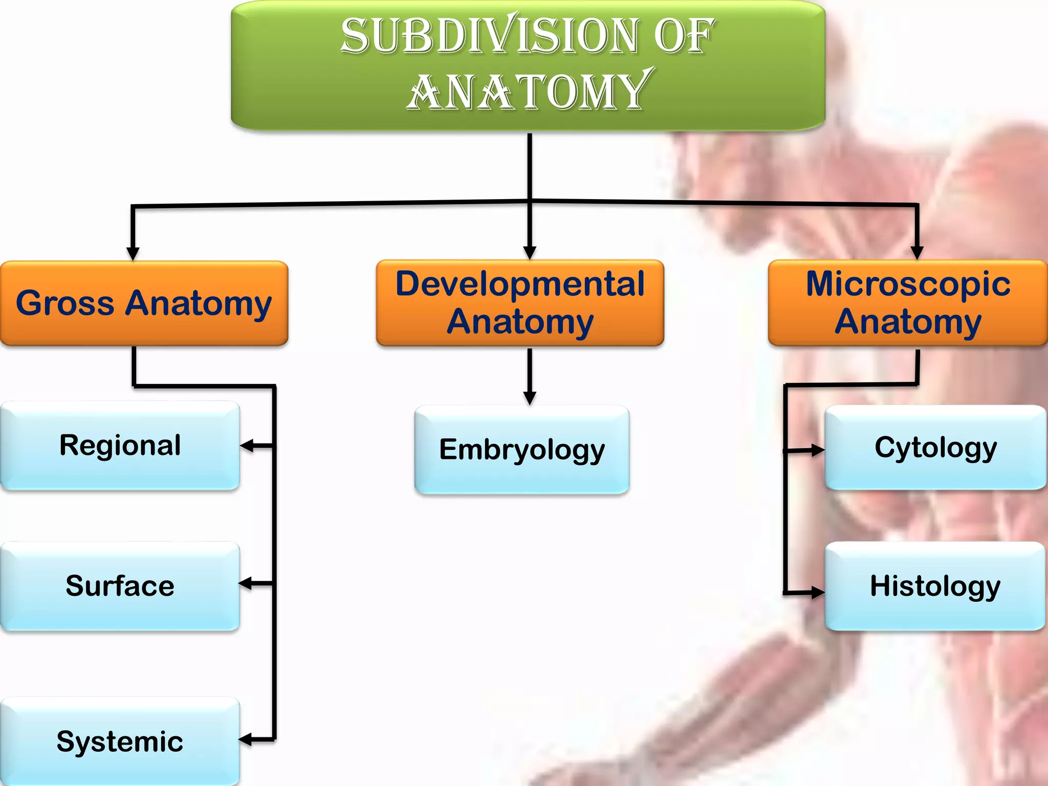 Introduction to Anatomy and Physiology | PDF