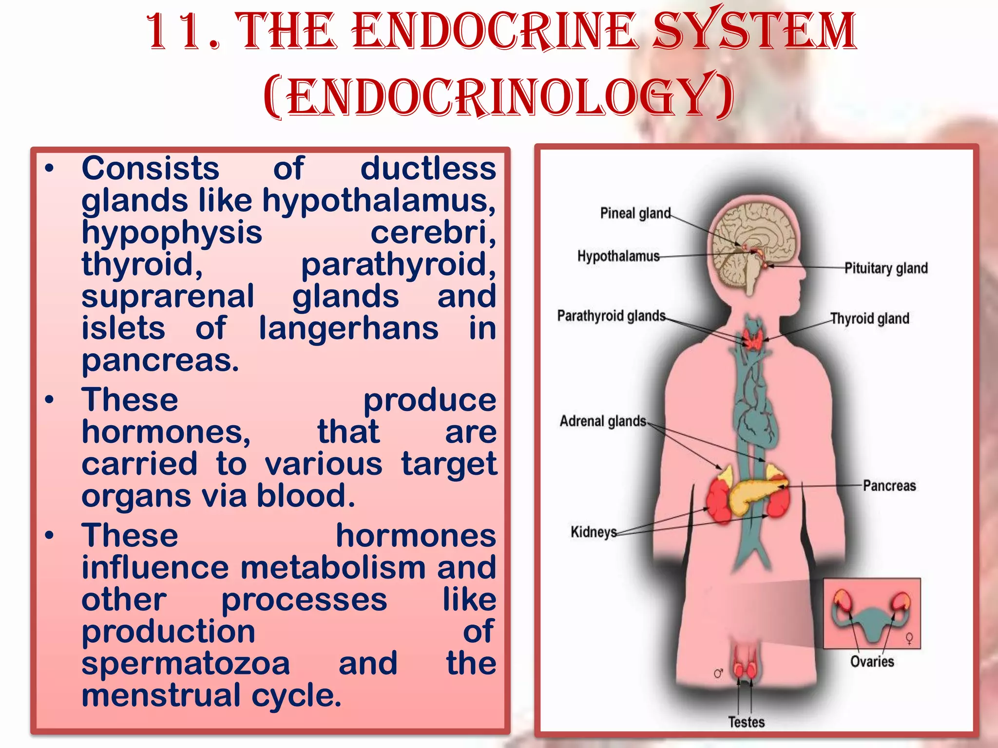 Introduction to Anatomy and Physiology | PDF