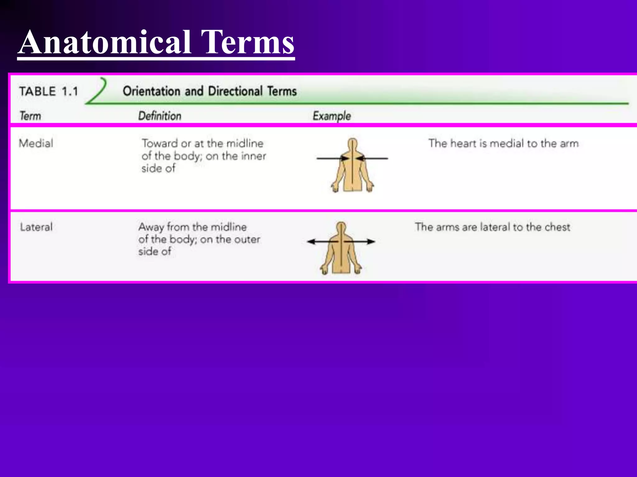 introduction to anatomy.pptx