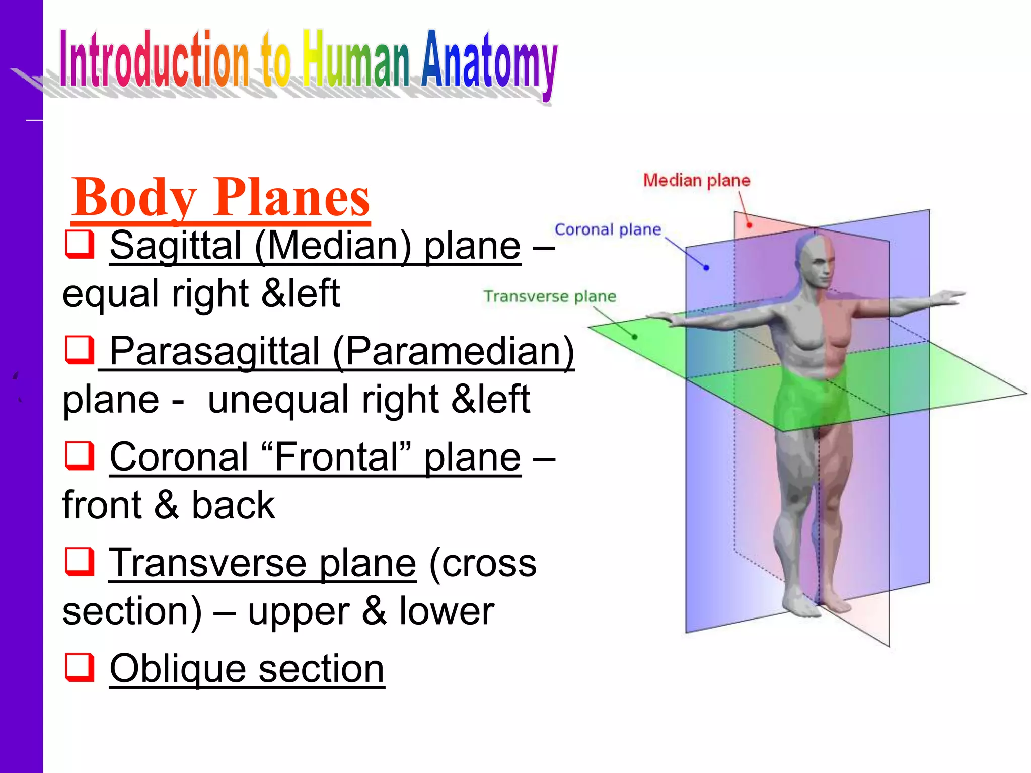 introduction to anatomy.pptx