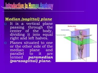 introduction to anatomy.pptx