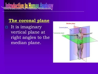 introduction to anatomy.pptx
