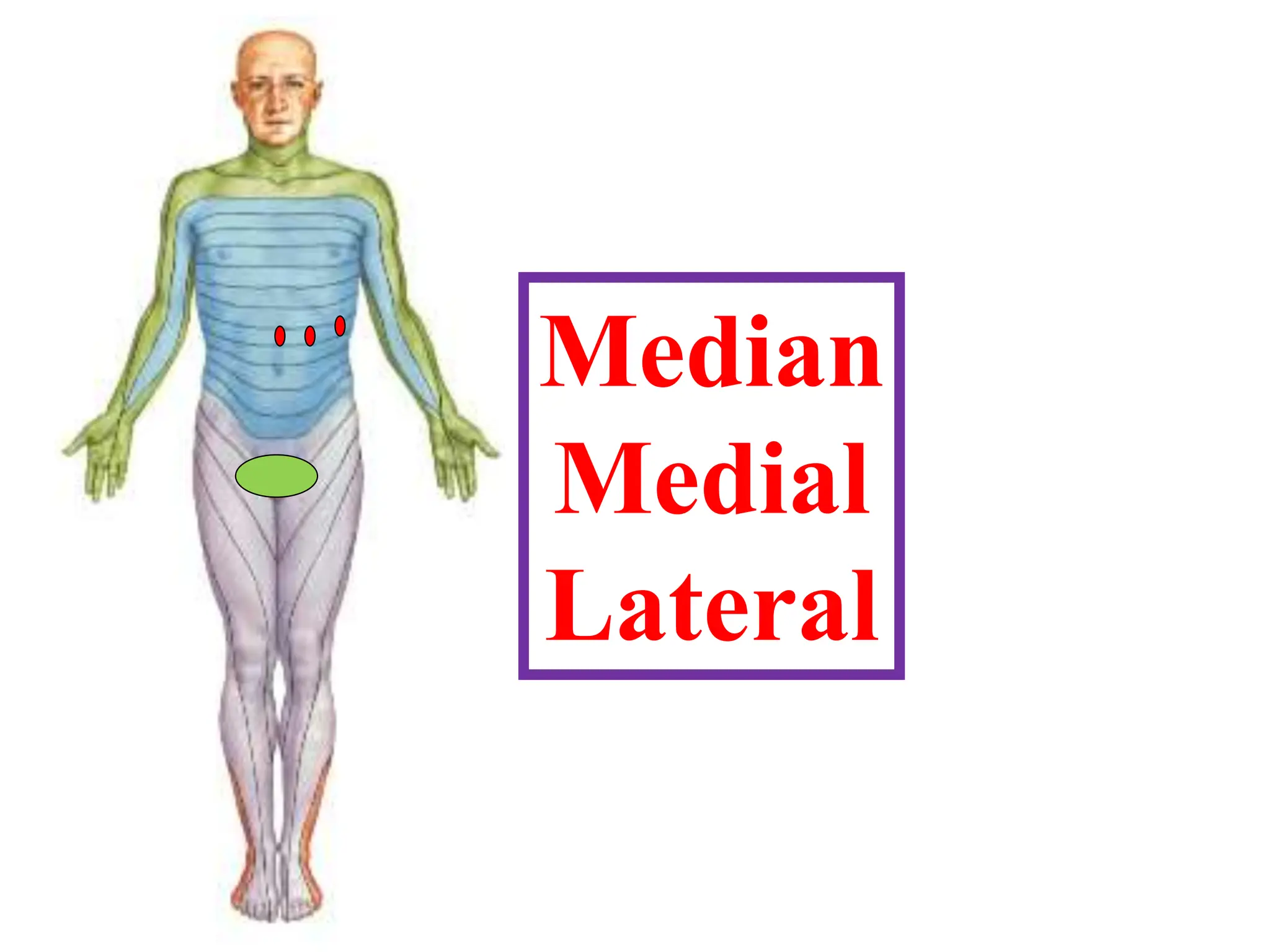 Introduction to Anatomy. DR. Ahmed Gamal.pdf