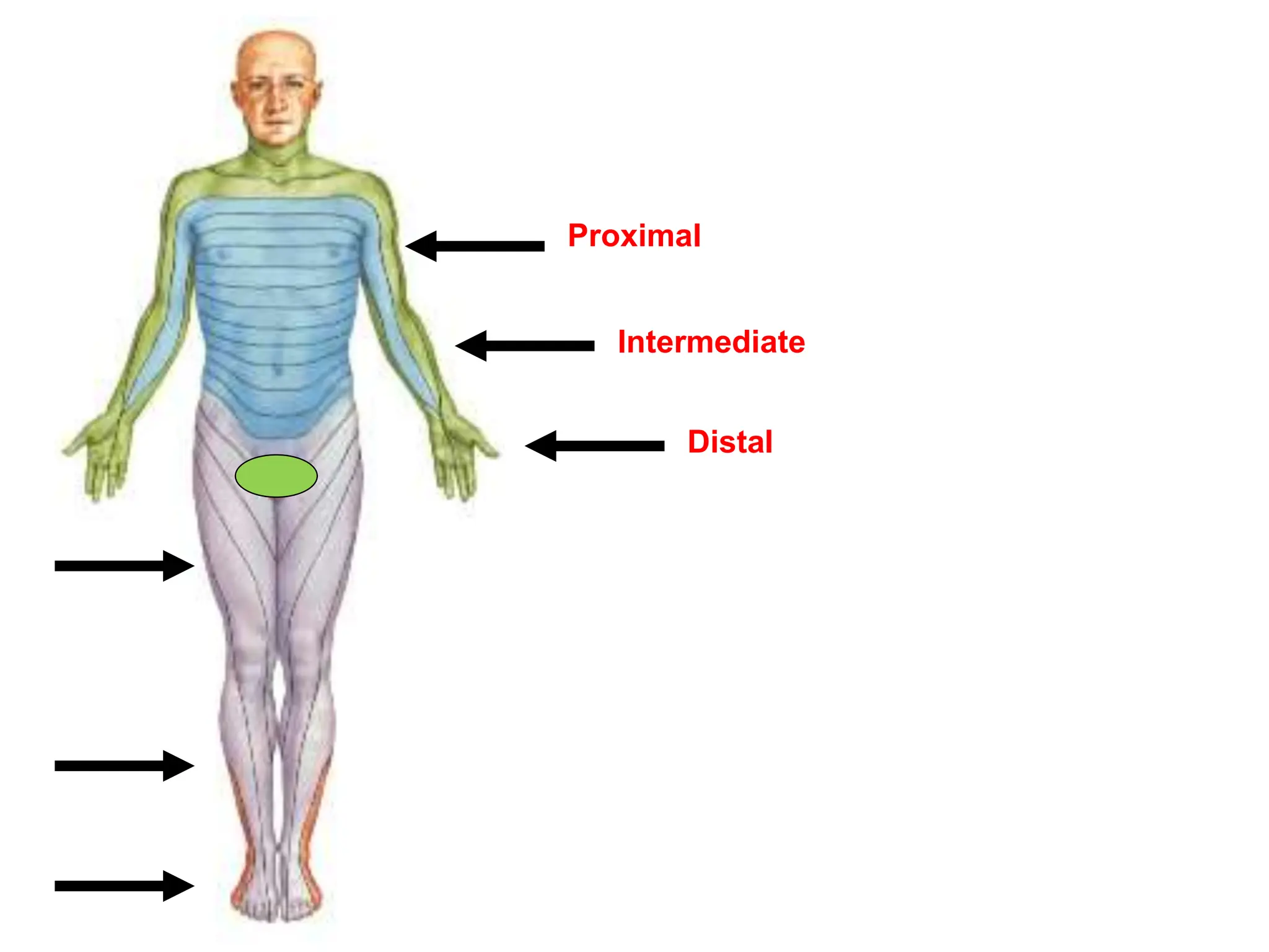 Introduction to Anatomy. DR. Ahmed Gamal.pdf