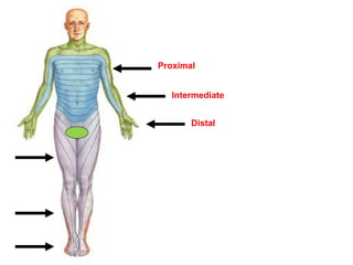 Introduction to Anatomy. DR. Ahmed Gamal.pdf