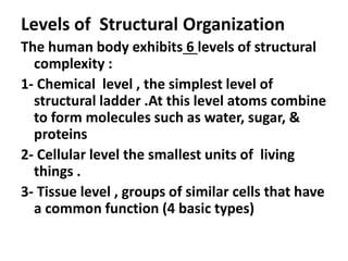 INTRODUCTION TO ANATOMY AND PHYSIOLOGY FOR BEGINNERS | PPTX ...