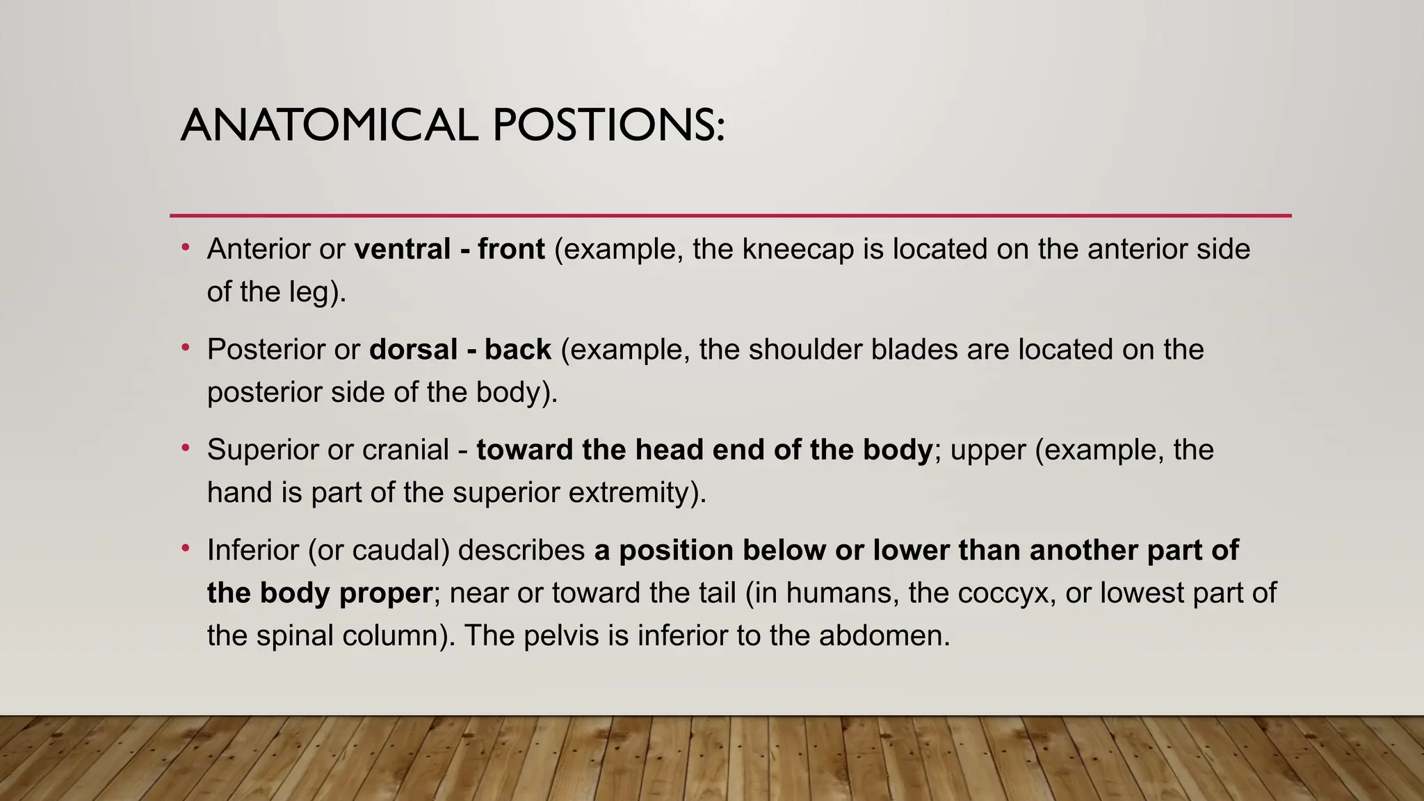 INTRODUCTION TO ANATOMY IN DETAIL PRESENATION | PPTX | Biological ...