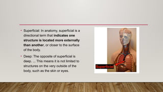 INTRODUCTION TO ANATOMY IN DETAIL PRESENATION | PPTX | Biological ...