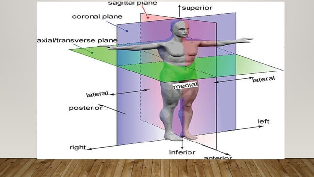 INTRODUCTION TO ANATOMY IN DETAIL PRESENATION | PPT