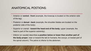 INTRODUCTION TO ANATOMY IN DETAIL PRESENATION | PPTX | Biological ...