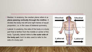 INTRODUCTION TO ANATOMY IN DETAIL PRESENATION | PPTX | Biological ...